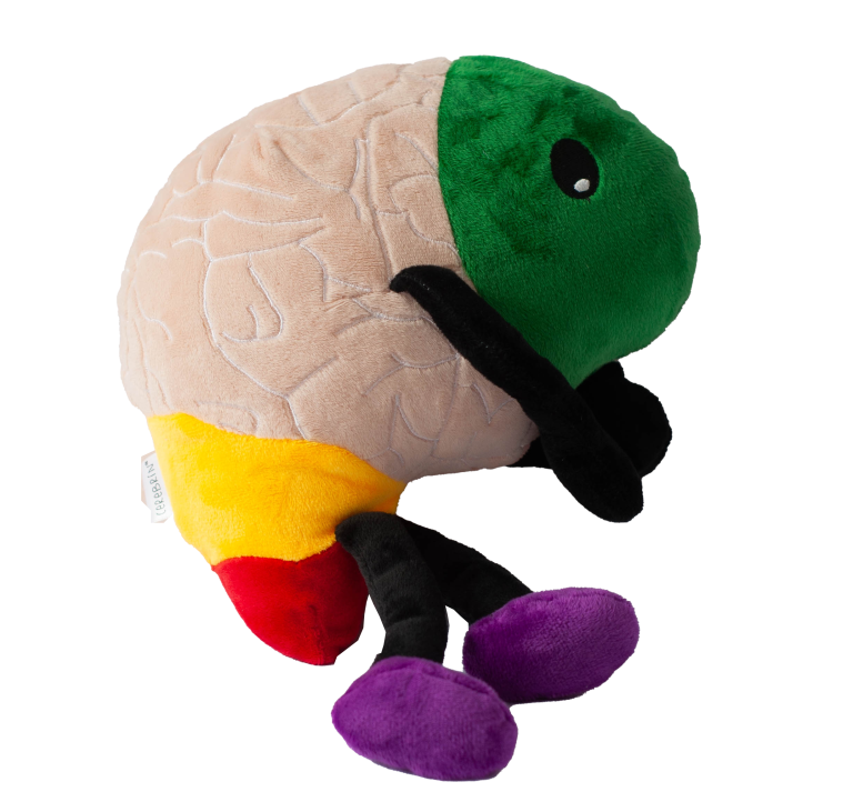 CEREBRÍN | Carolina Molina O.